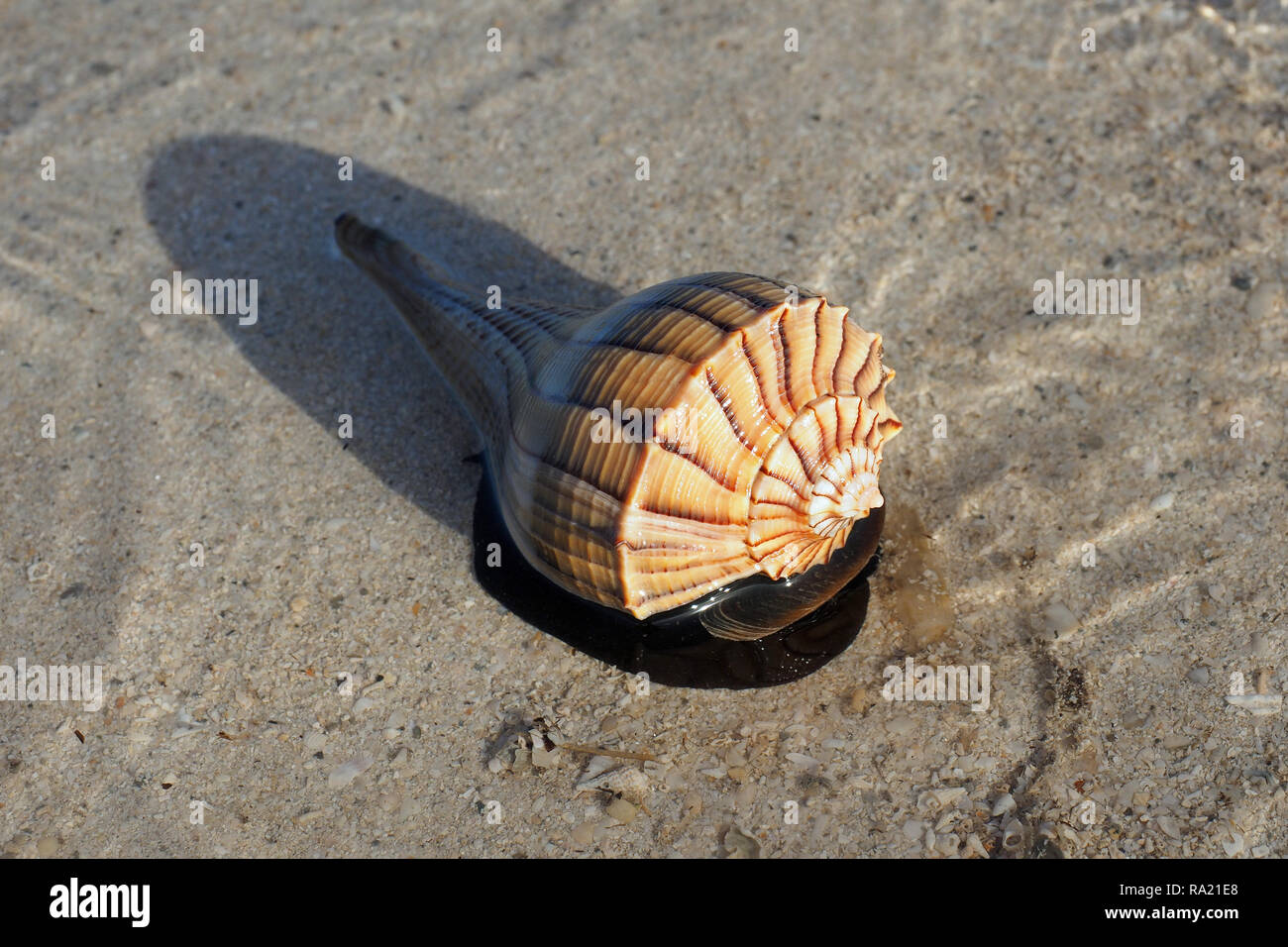 Live Lightning Whelk on exposed tidal flat at extreme low tide on East ...