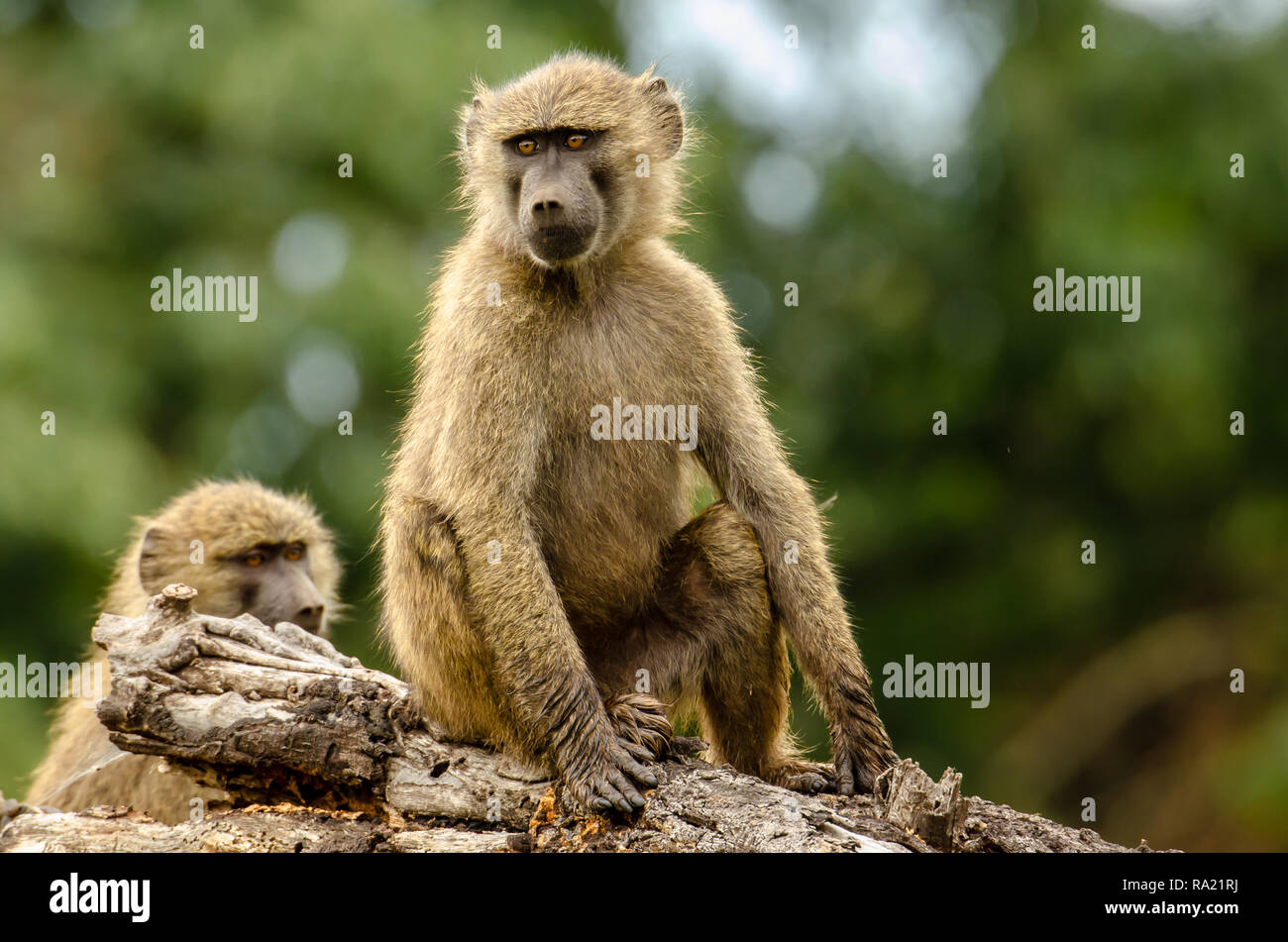 Cheek Pouch High Resolution Stock Photography and Images - Alamy