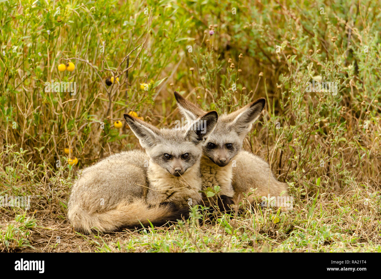 Bat eared fox and babies hi-res stock photography and images - Alamy
