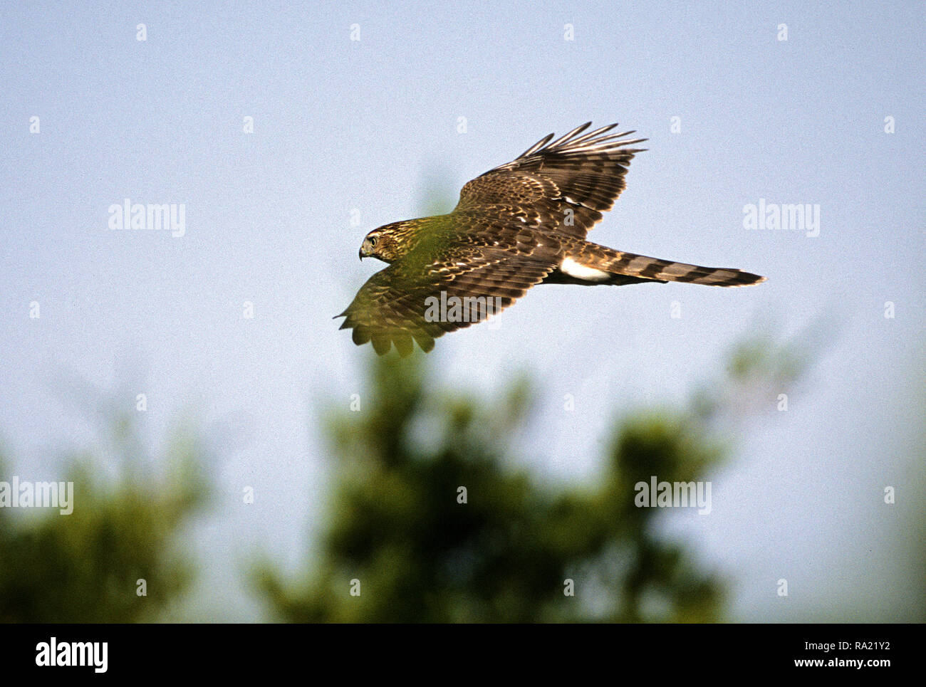 Sharp-shinned hawk in flight Stock Photo - Alamy