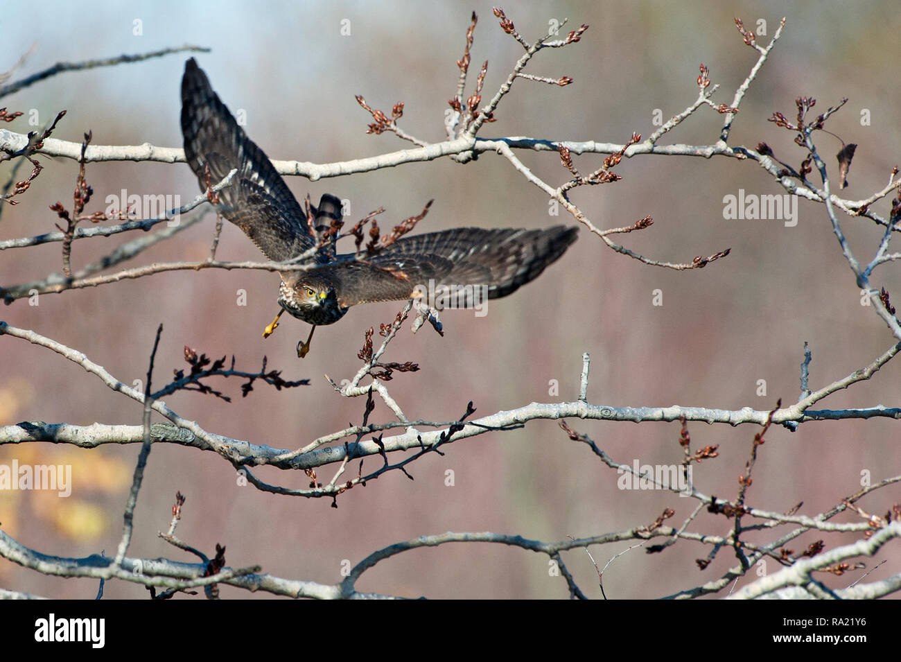 Sharp-shinned hawk in flight Stock Photo - Alamy