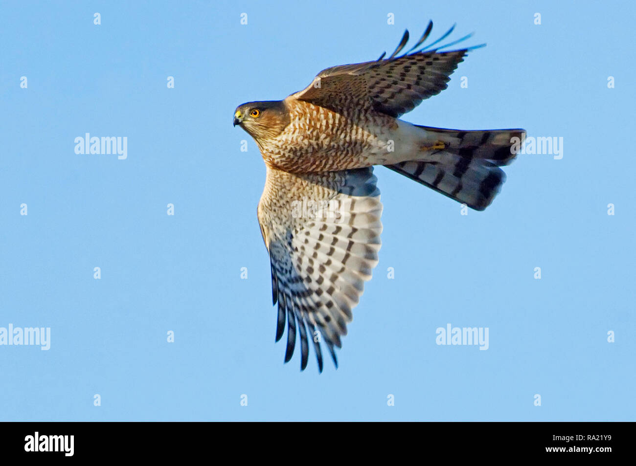 Sharp-shinned hawk in flight Stock Photo - Alamy