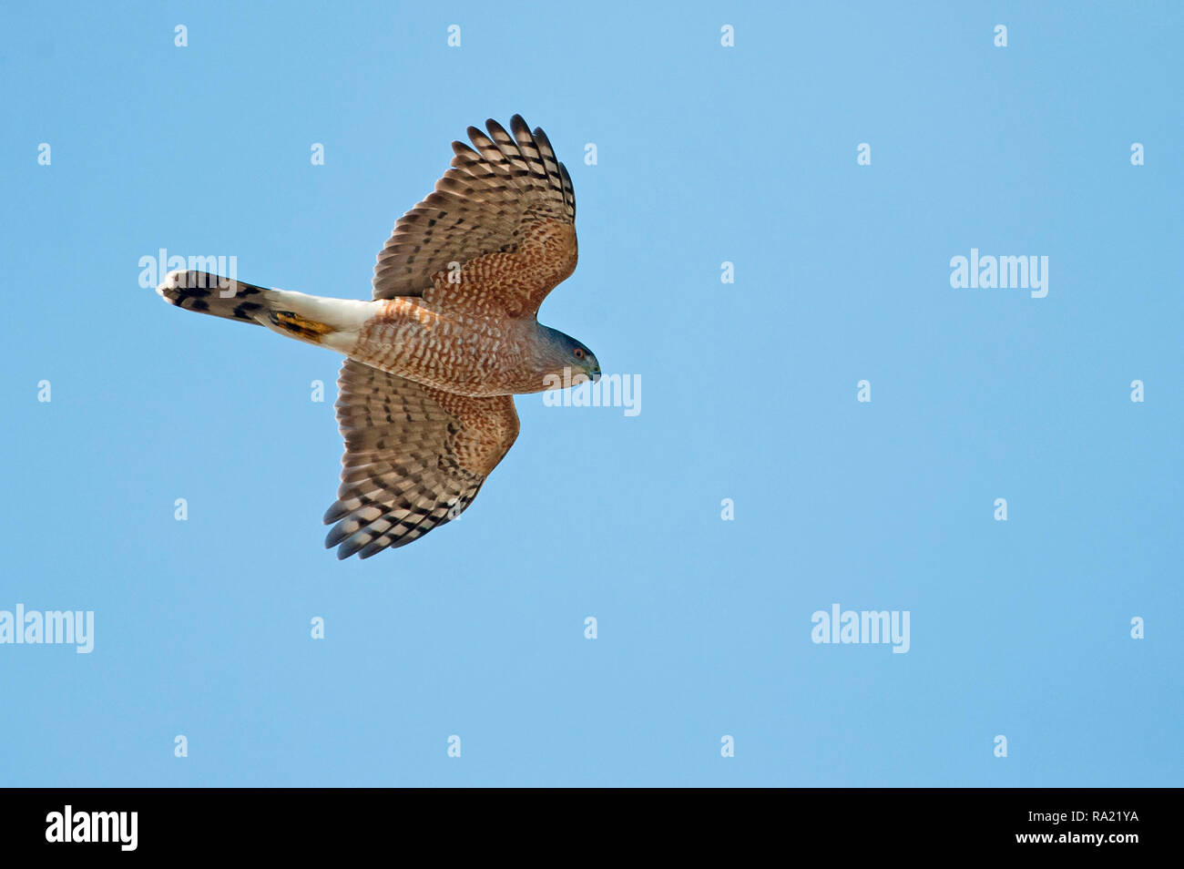 Sharp-shinned hawk in flight Stock Photo - Alamy