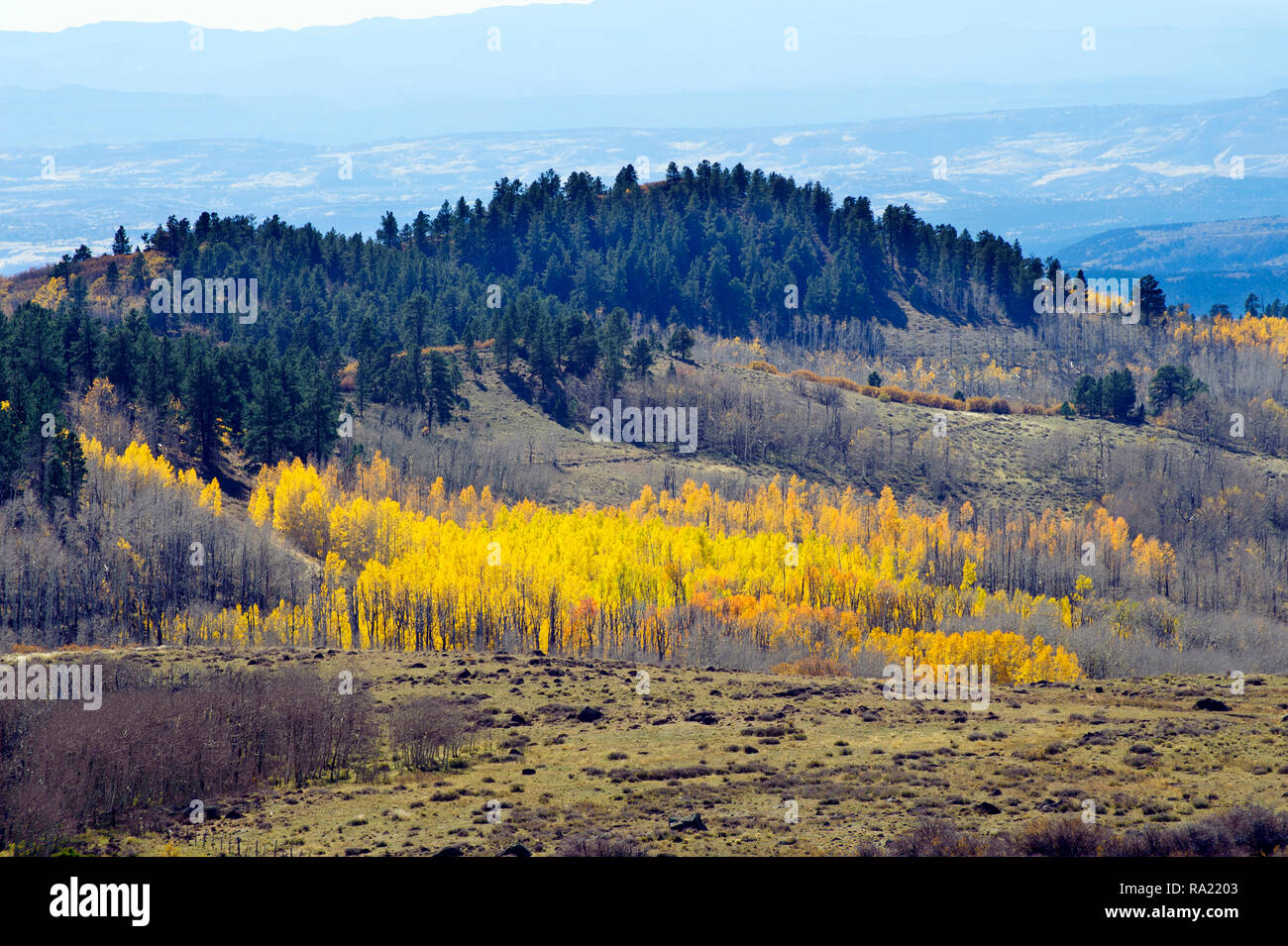 Grove of aspen trees turned yellow in autumn, Garfield County, Utah ...