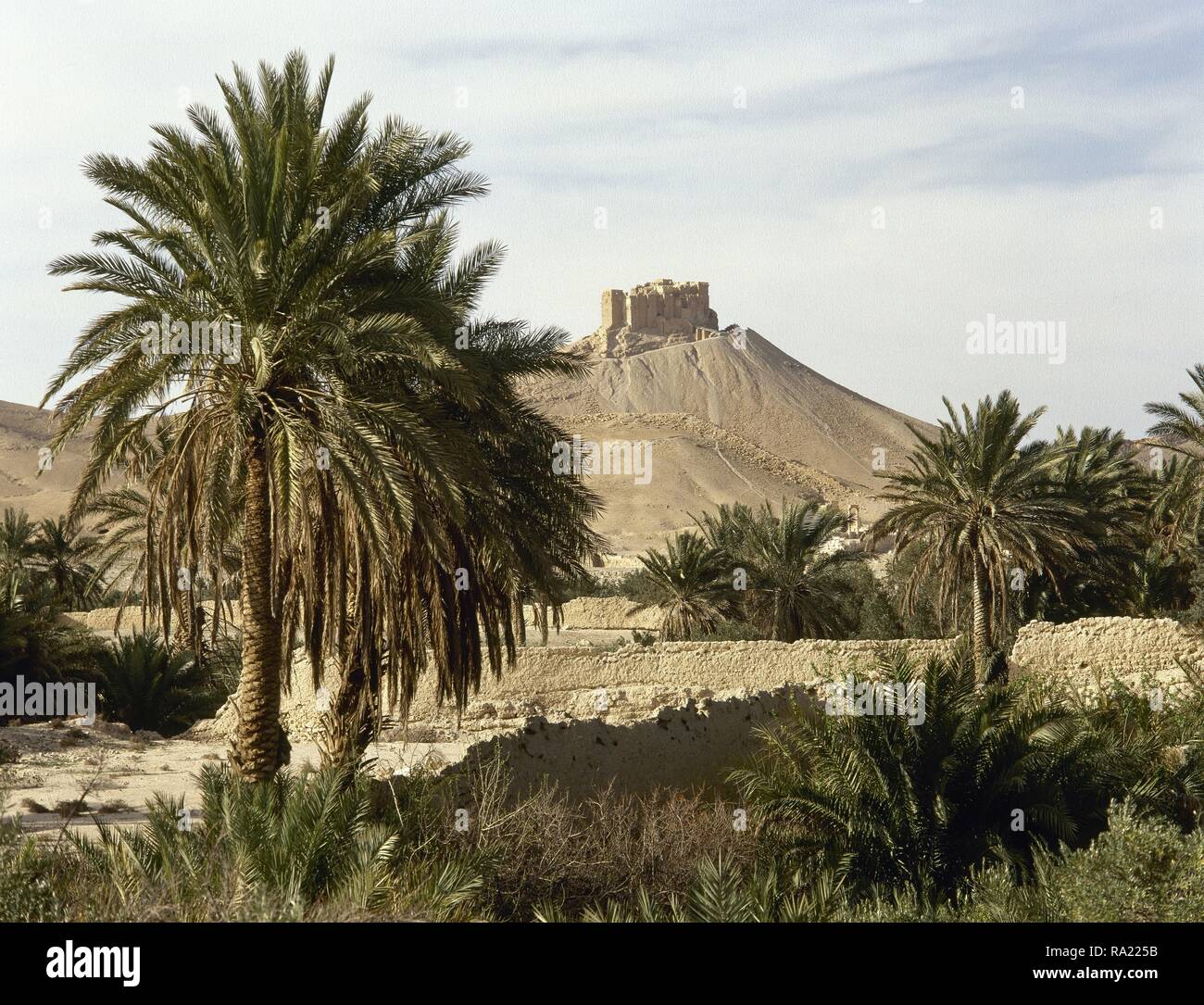 Palmyra syria palm tree hi-res stock photography and images - Alamy