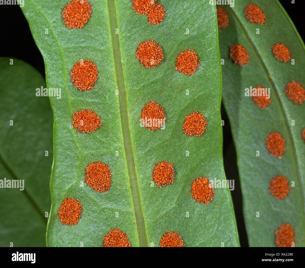 Macro Photography of Fern Spores on Leaves Stock Photo - Alamy