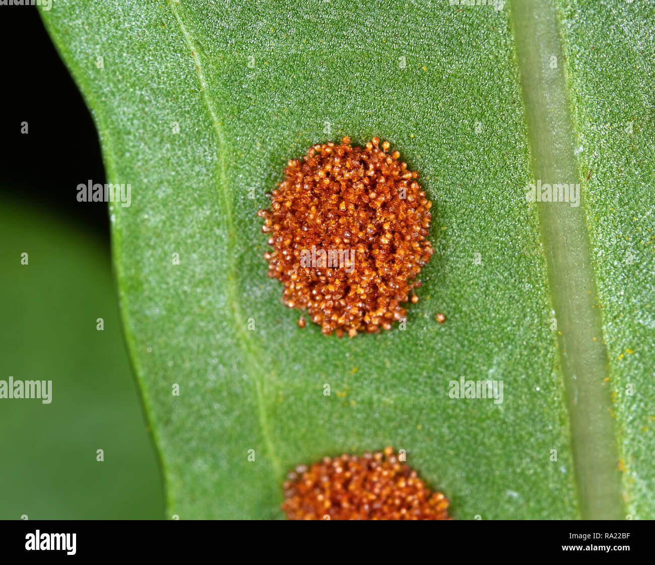 Macro Photography of Fern Spores on Leaves Stock Photo - Alamy