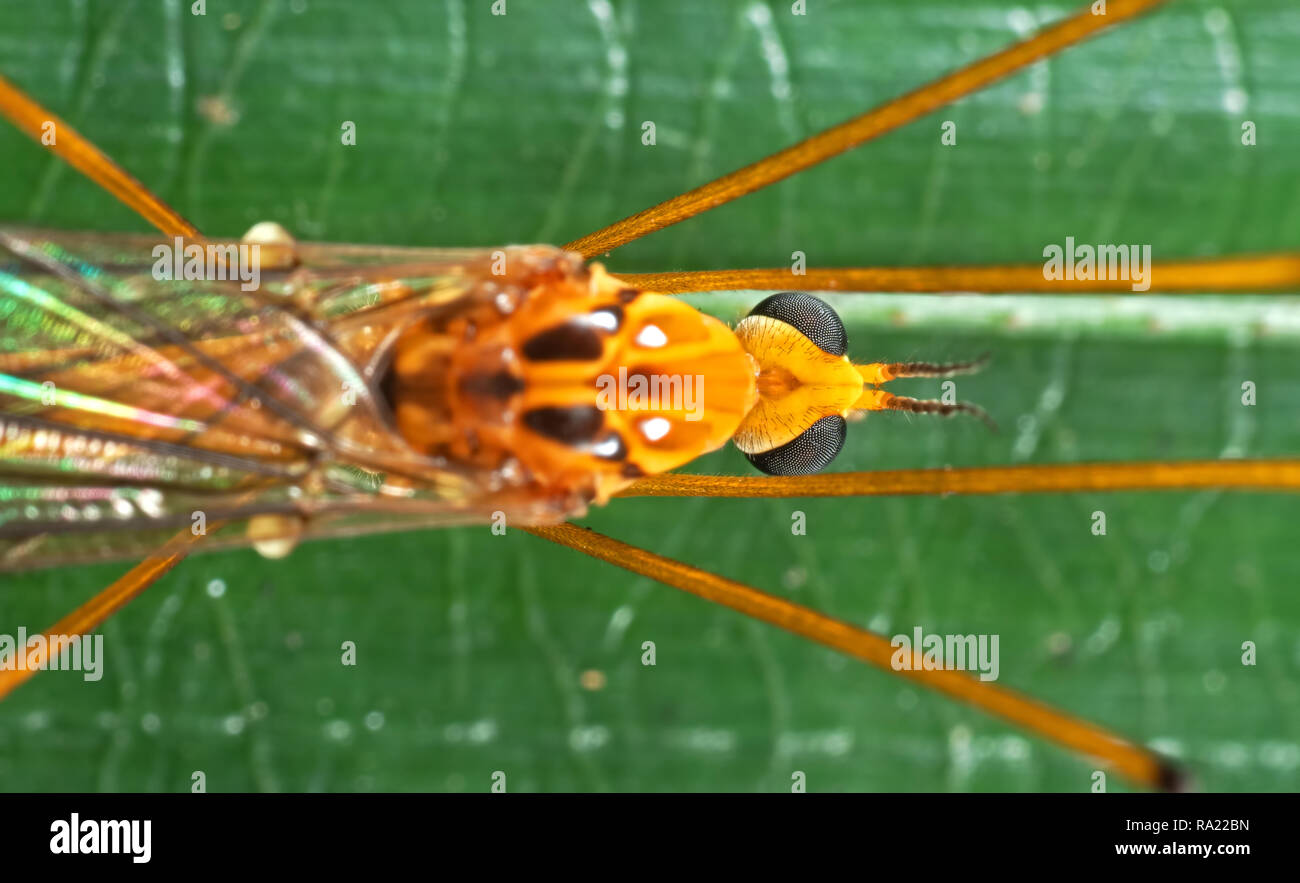 Closeup Head of Orange Crane Fly on Green Leaf Stock Photo - Alamy