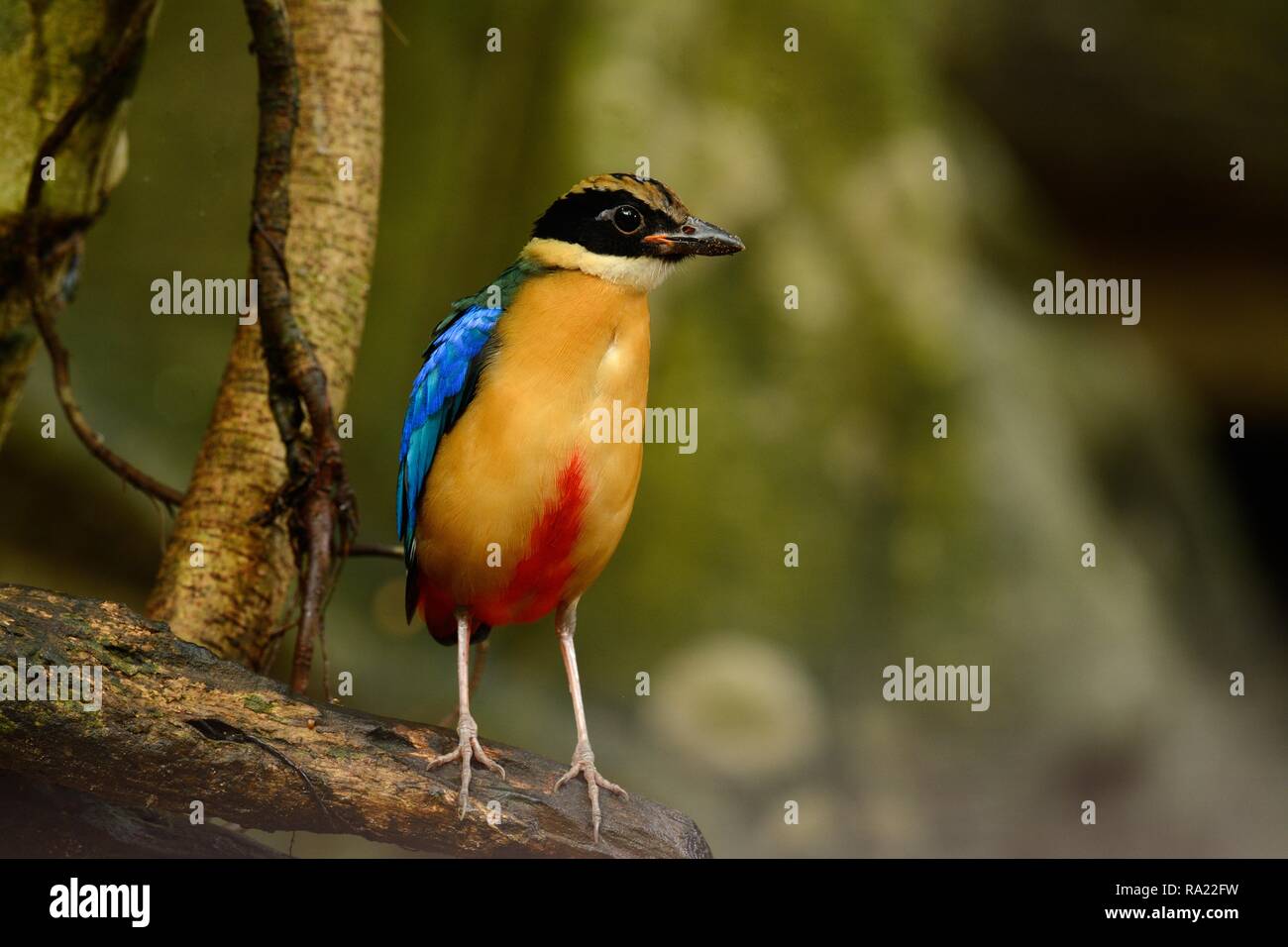 beautiful Blue-winged Pitta(Pitta moluccensis) in Thai forest Stock ...