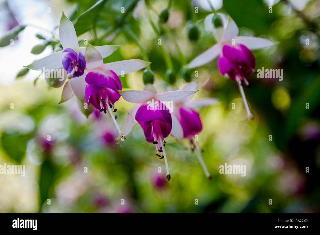 Hanging flowers hi-res stock photography and images - Alamy