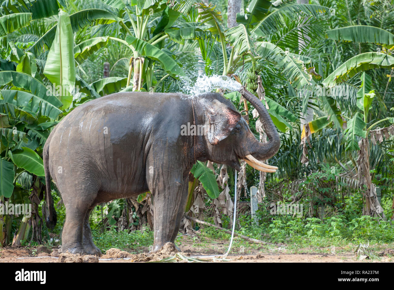 Big cleaning day hi-res stock photography and images - Alamy
