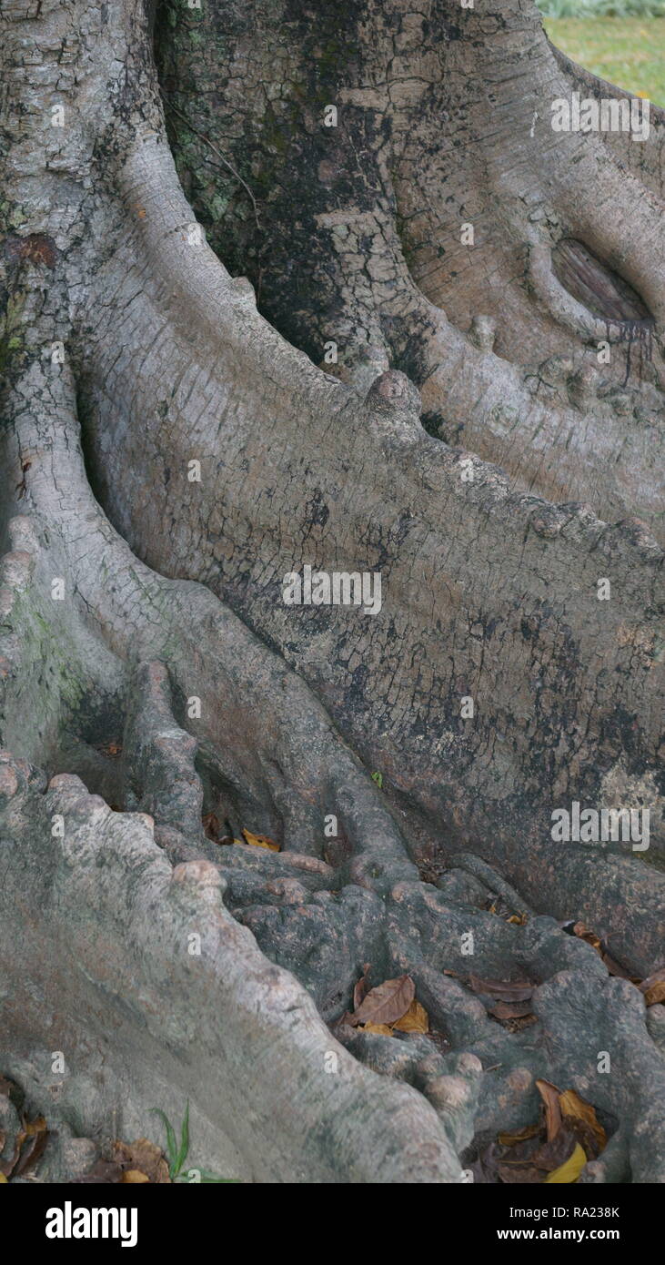 roots of trees at a garden in Guangzhou Stock Photo - Alamy
