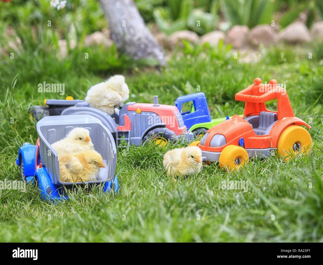 Pictorial photography with funny chickens Stock Photo - Alamy