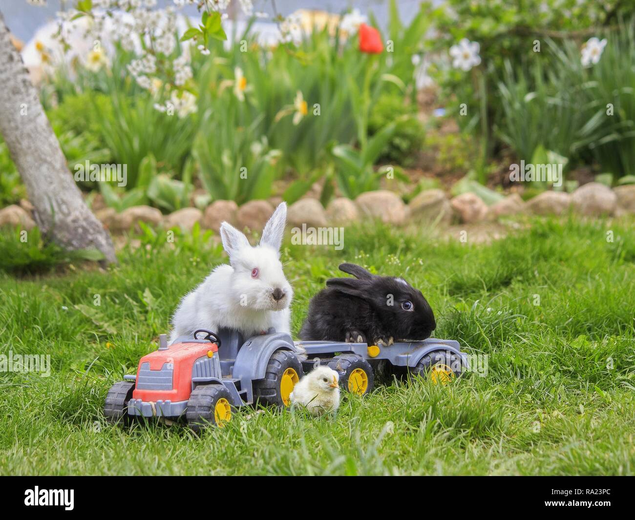 Funny rabbits hi-res stock photography and images - Alamy