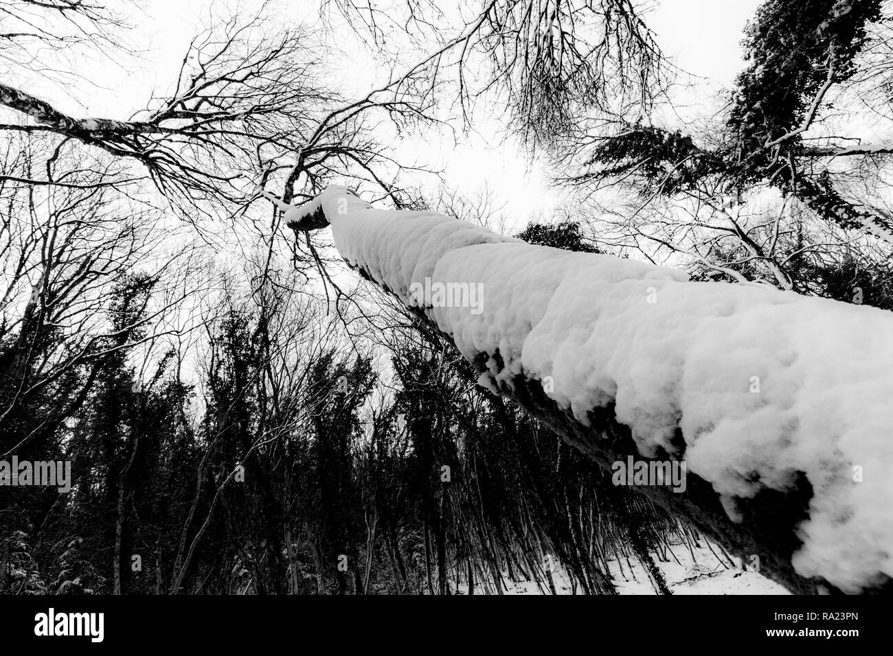 Trees with snow in winter Stock Photo - Alamy