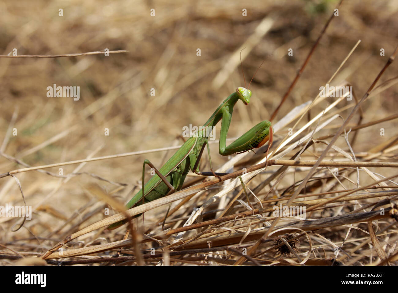 Friendly mantis hi-res stock photography and images - Alamy