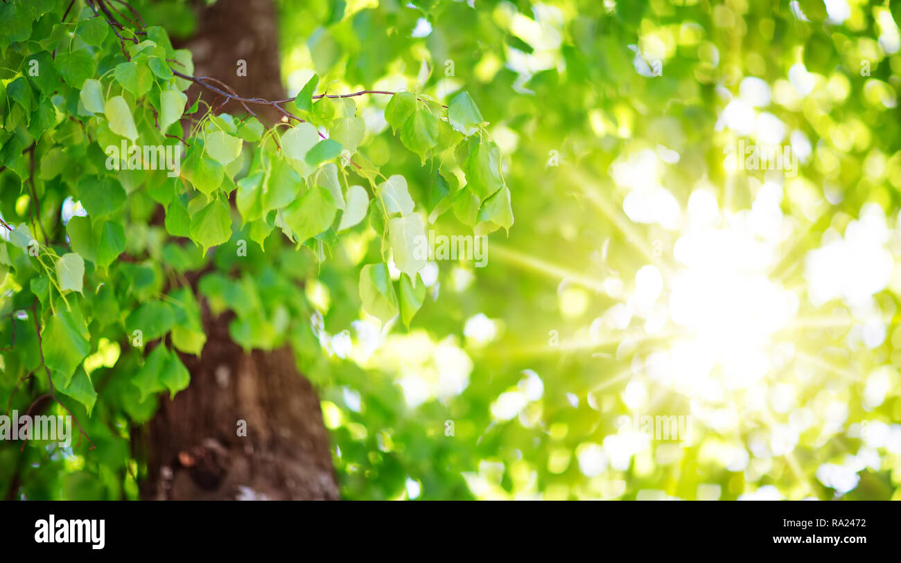 New leaves in summer Stock Photo - Alamy