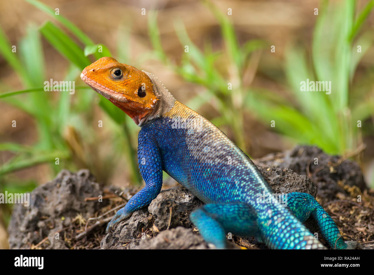 Lionotus High Resolution Stock Photography and Images - Alamy