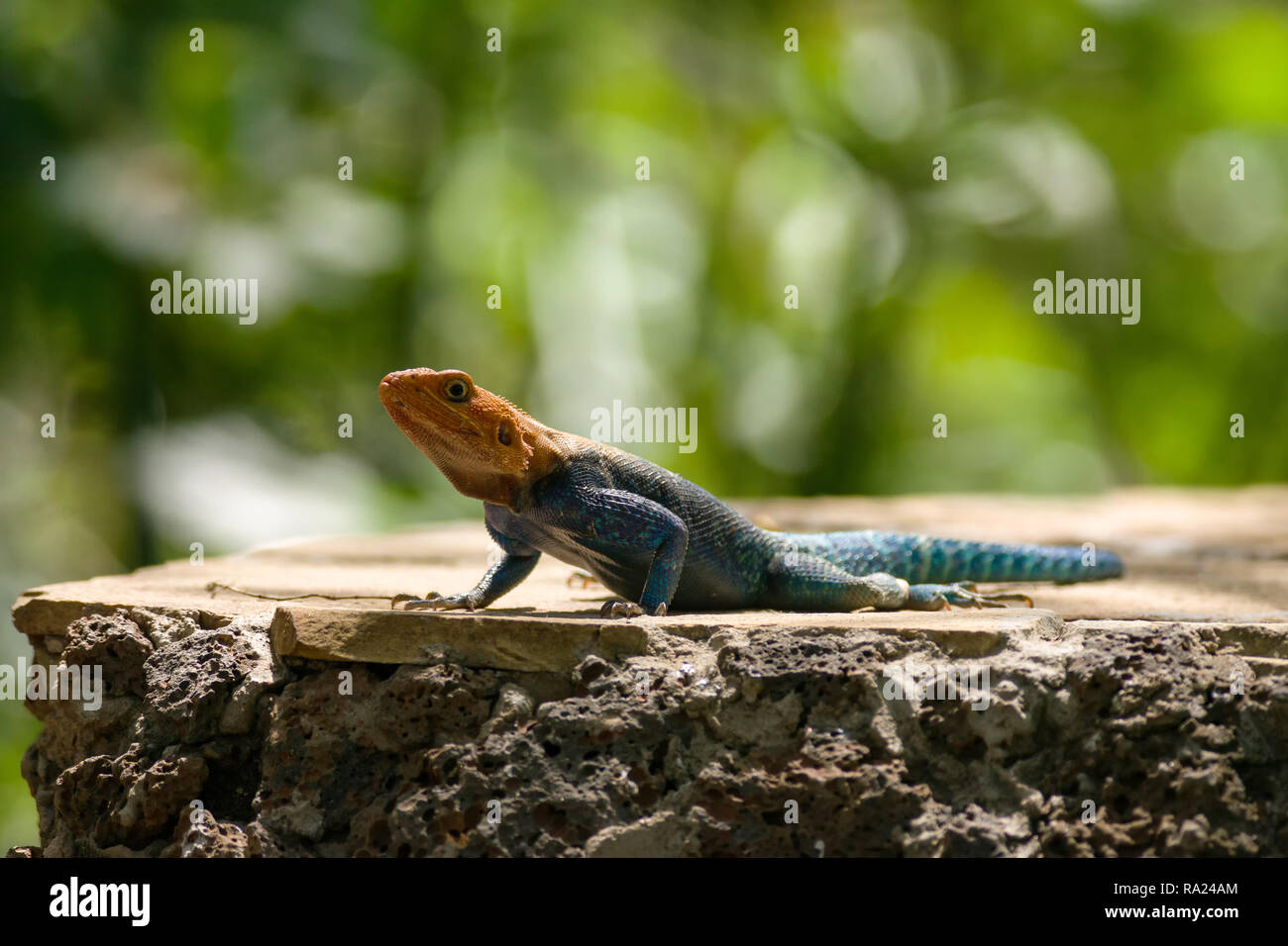 A colourful male Agama lizard (Agama lionotus) resting on a stone wall ...