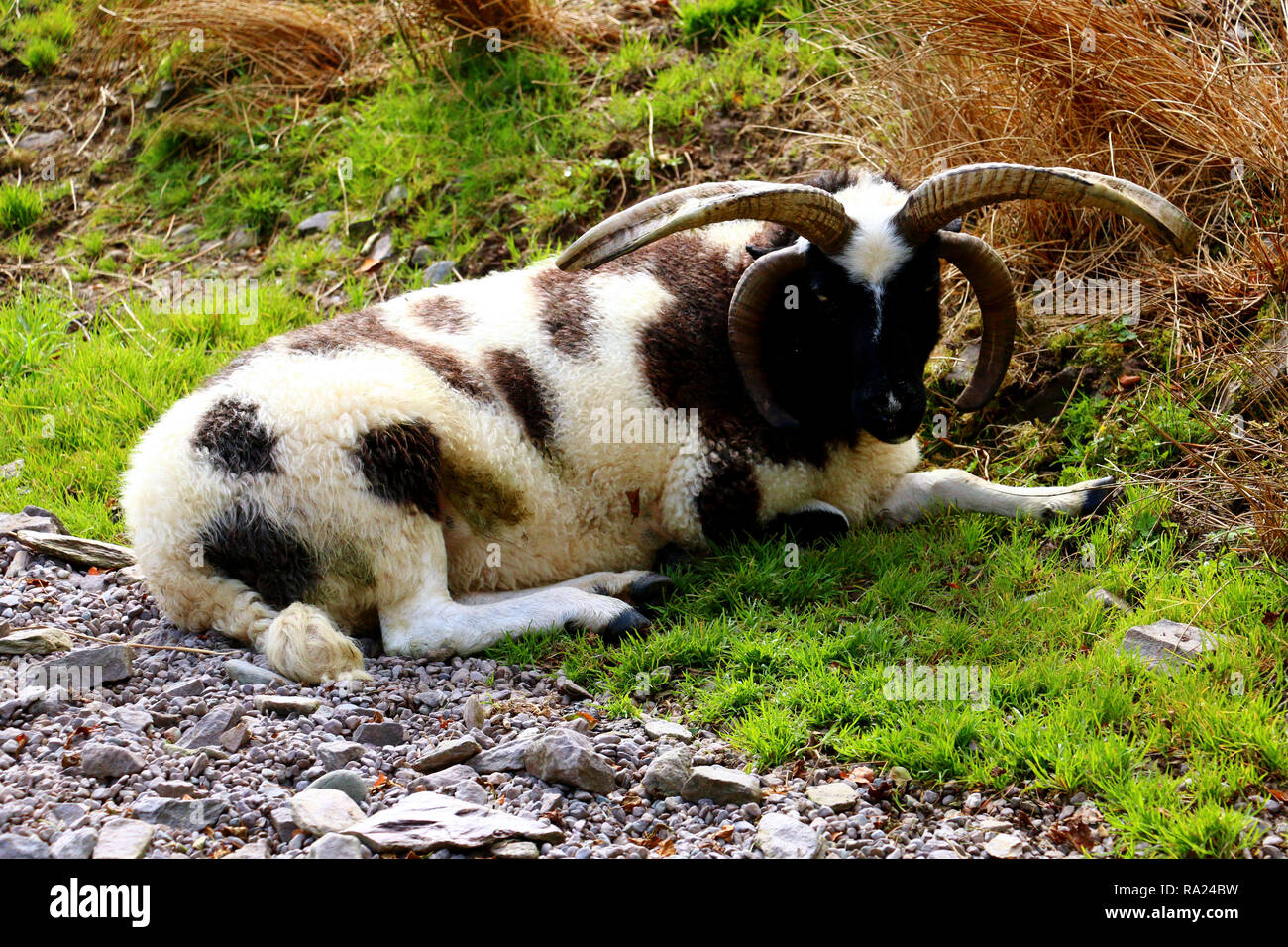 Four horned sheep hi-res stock photography and images - Alamy