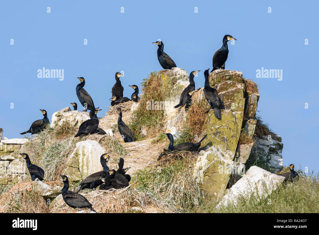 Scotland cormorant hi-res stock photography and images - Alamy