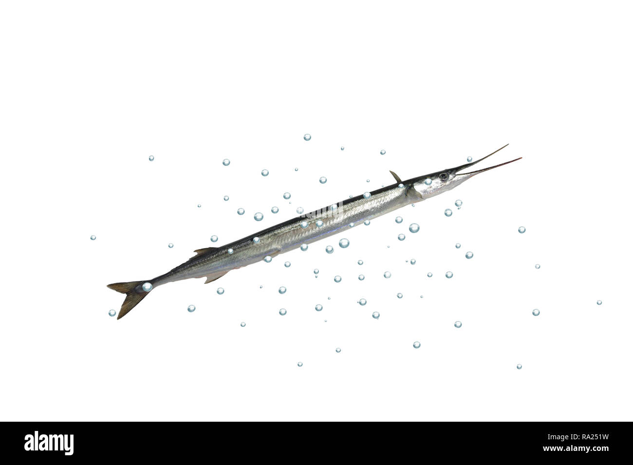 long garfish with bubble on white background Stock Photo - Alamy