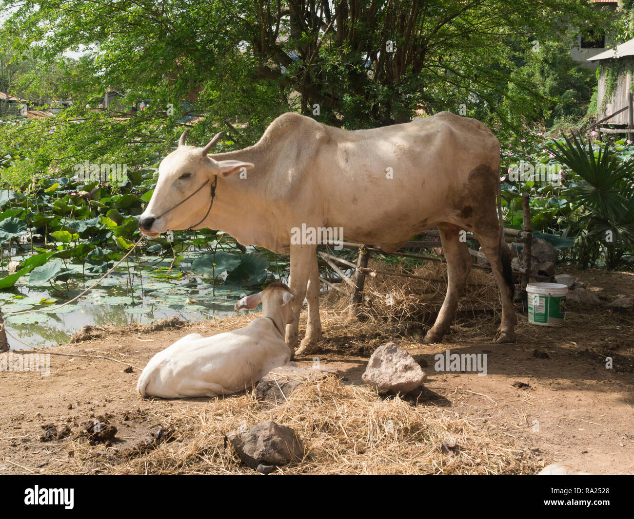 Milking area hi-res stock photography and images - Alamy