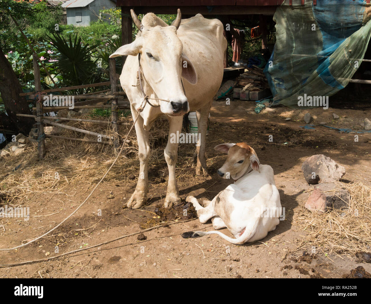 Milking Cow and calf on small family farm in rural area of Cambodia ...