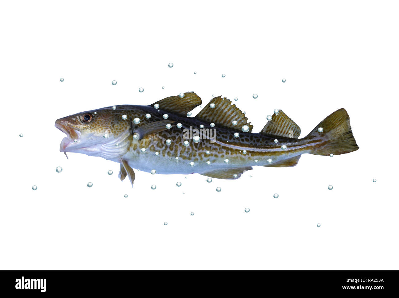 big cod fish with bubbles on a white background Stock Photo - Alamy