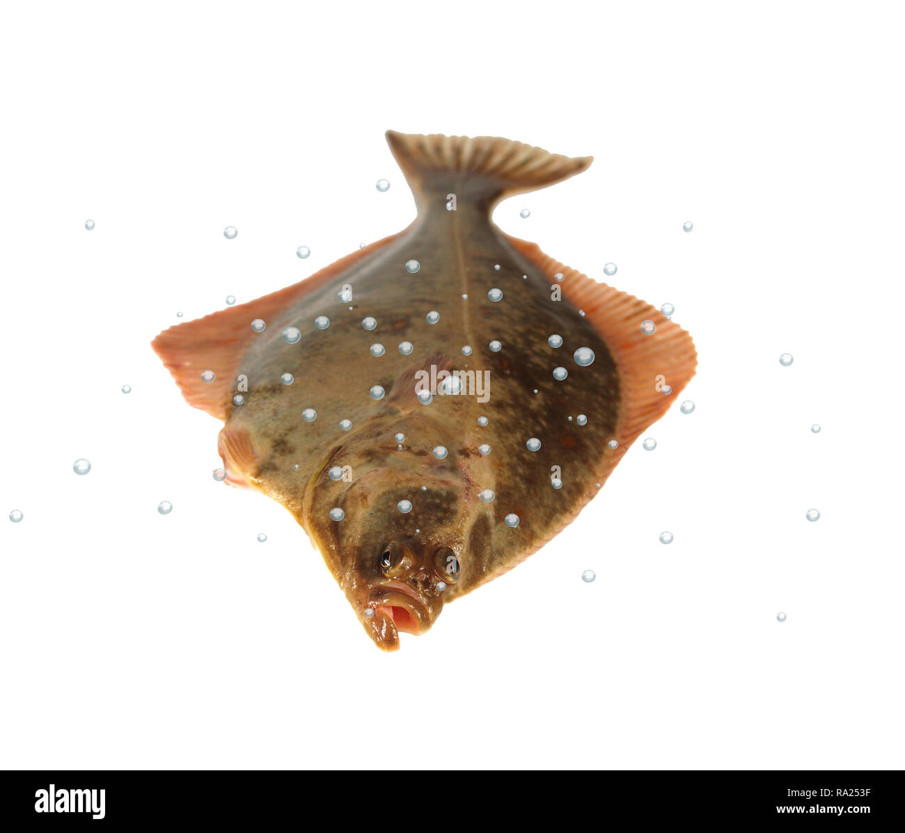 big fish flounder with bubbles on white background Stock Photo - Alamy