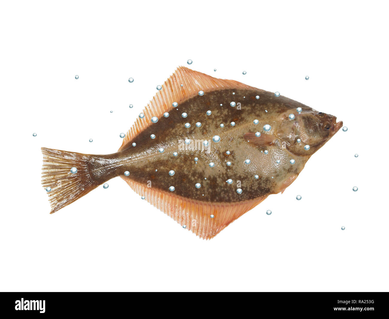 Air bubbles fish hi-res stock photography and images - Alamy