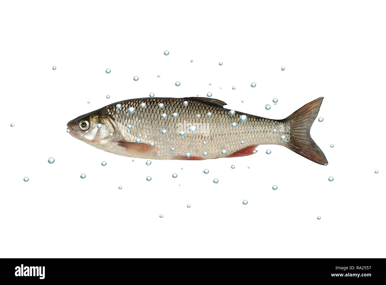 fish dace with bubbles on white background Stock Photo - Alamy