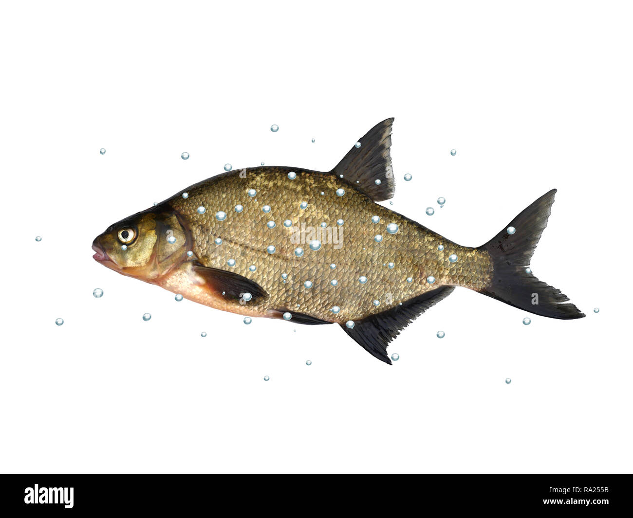 Air bubbles fish hi-res stock photography and images - Alamy
