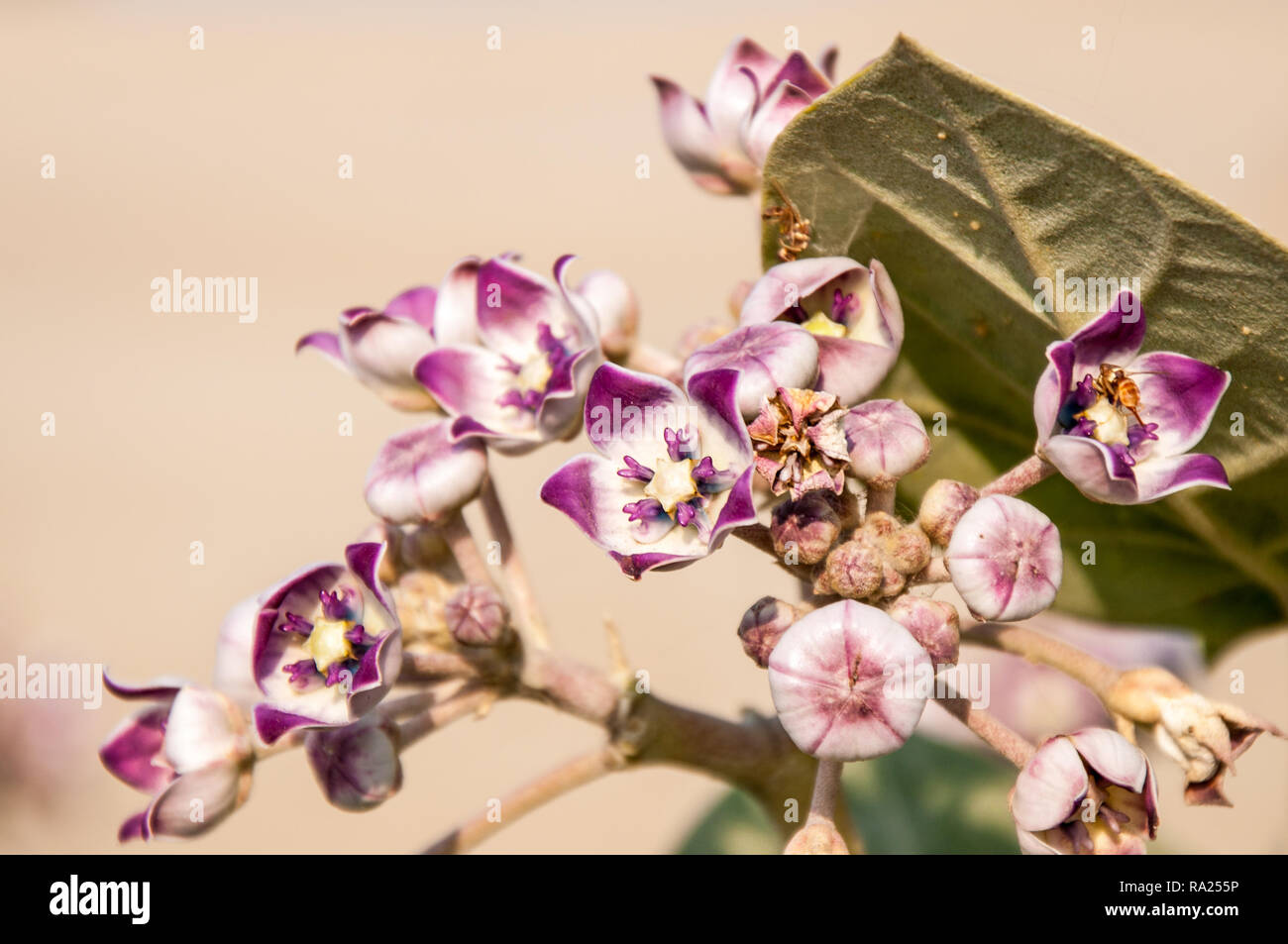 Sidra flower hi-res stock photography and images - Alamy