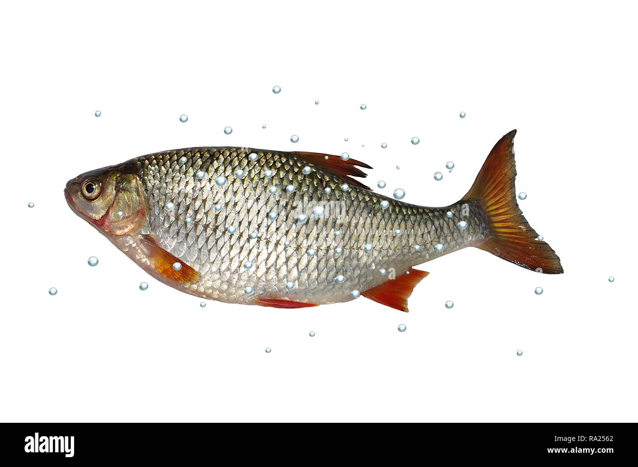 alive silver roach with bubbles on white background Stock Photo - Alamy