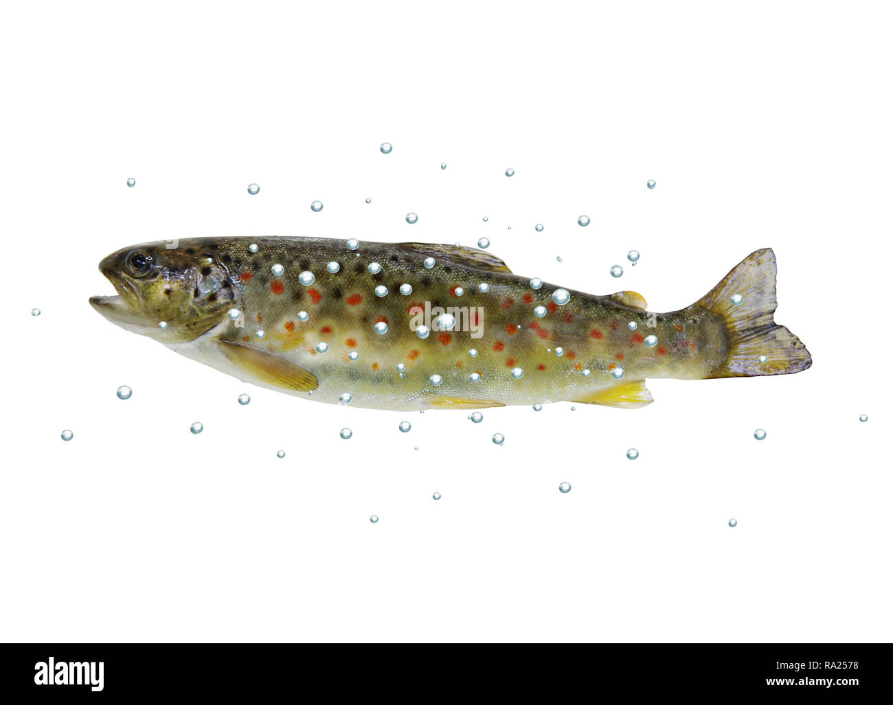 fresh stream trout with bubbles on white background Stock Photo - Alamy