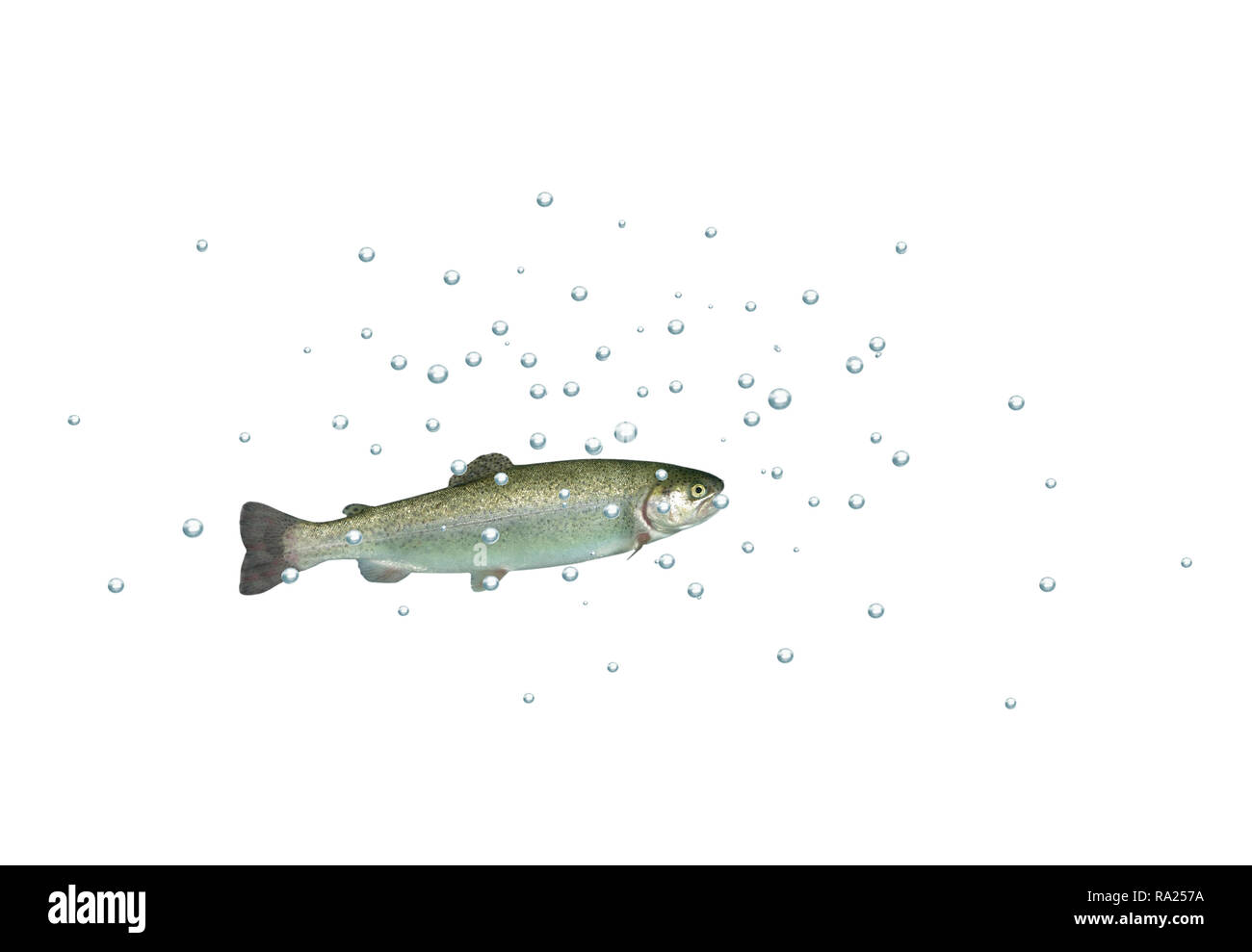 fresh rainbow trout with bubbles on white background Stock Photo - Alamy