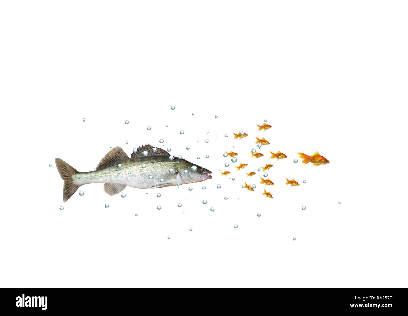 chasing the shoal of fish predator with bubbles on white background ...