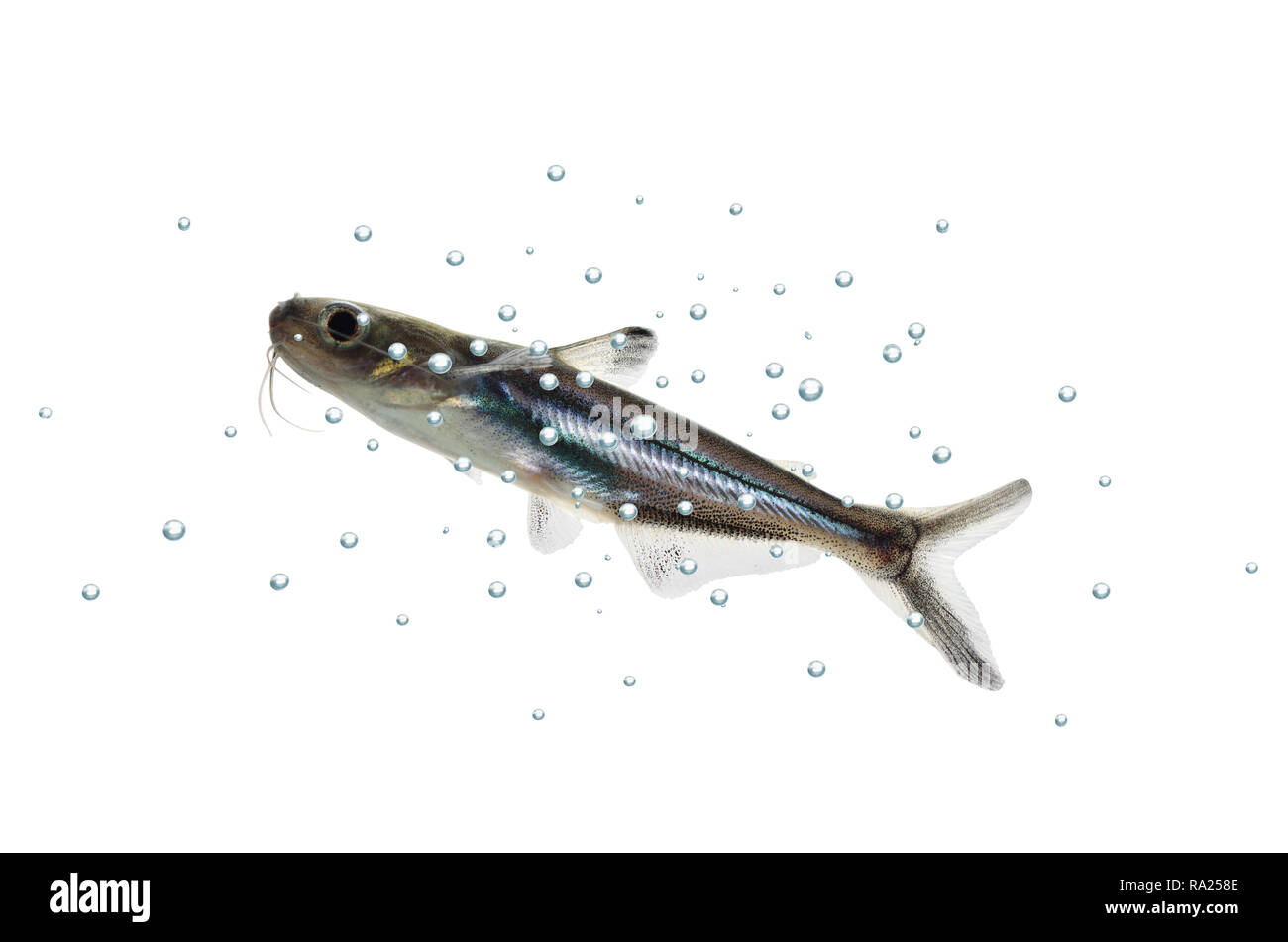 tropical fish pangasius hypophthalmus on white background Stock Photo ...