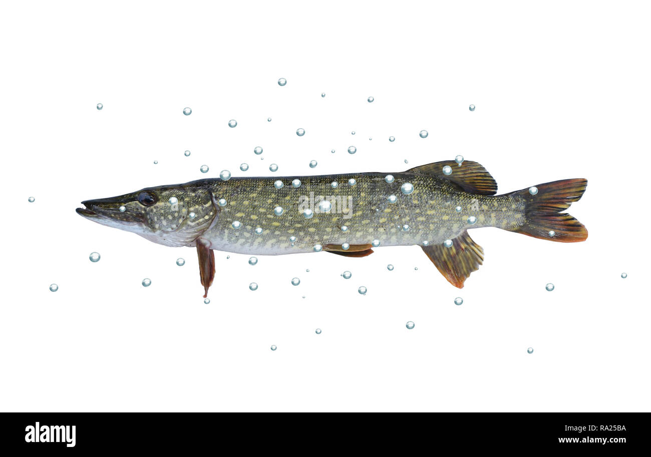 long pike with bubbles on white background Stock Photo - Alamy