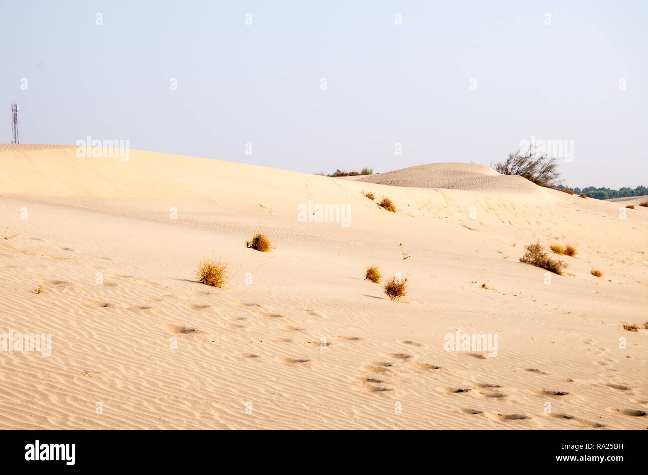 Thal Desert