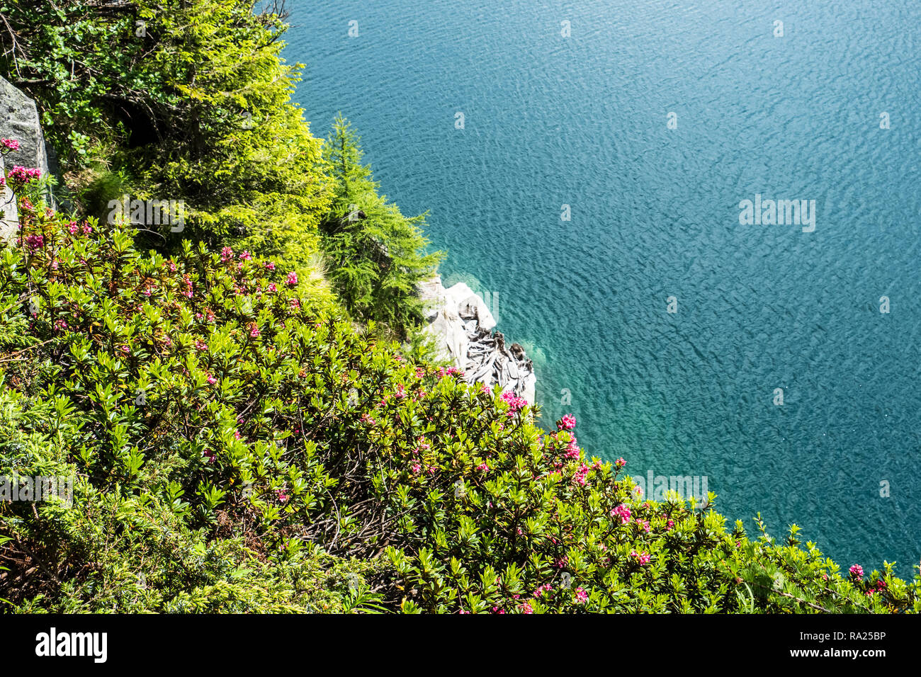 high angle view of flowers on a cliff over a crystal clear lake in ...