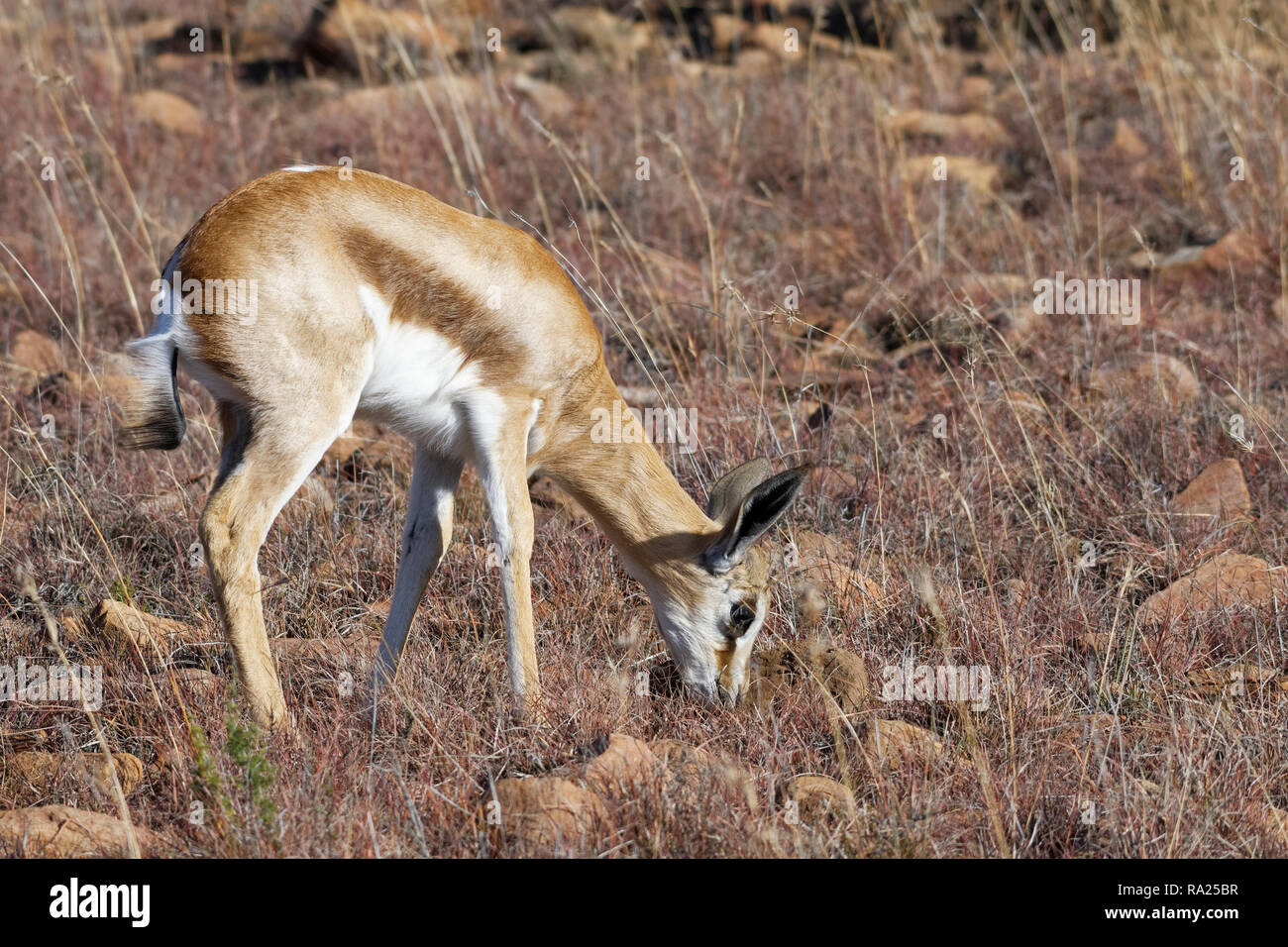 Springbok eating hi-res stock photography and images - Alamy