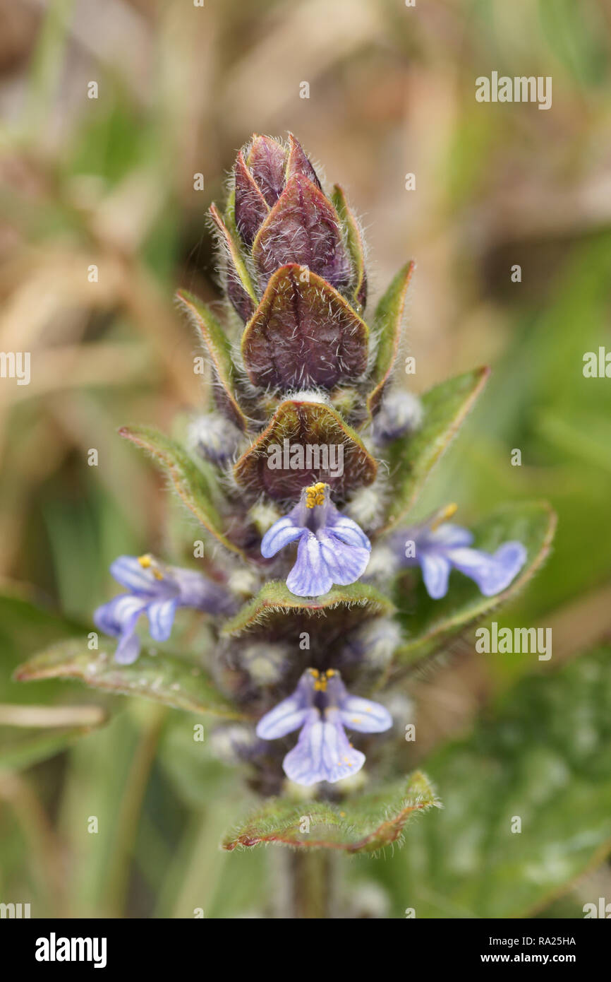 Ajuga reptans High Resolution Stock Photography and Images - Alamy