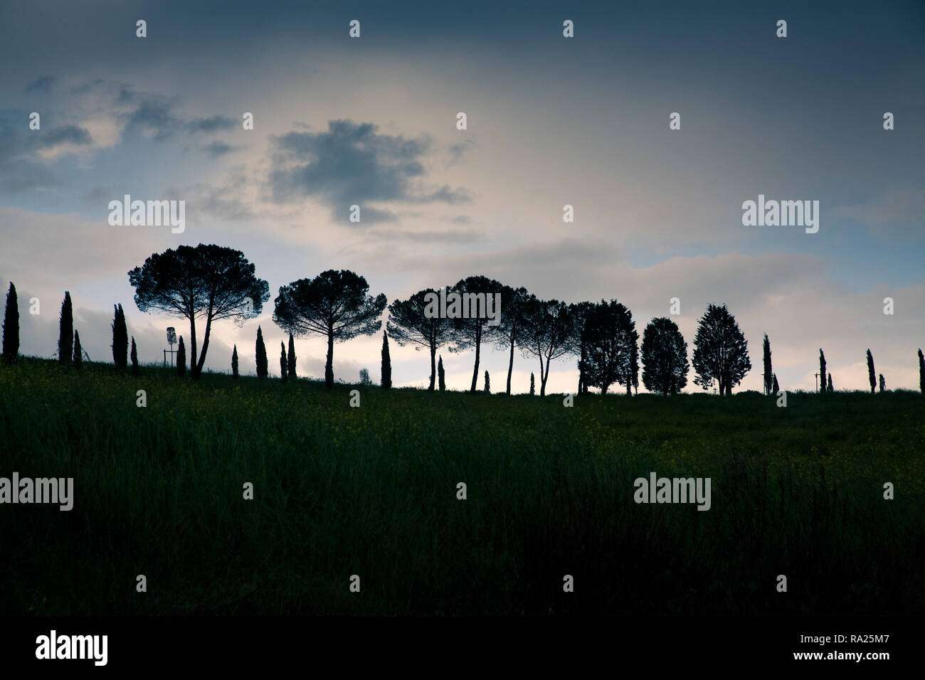 Iconic tuscan trees hi-res stock photography and images - Alamy