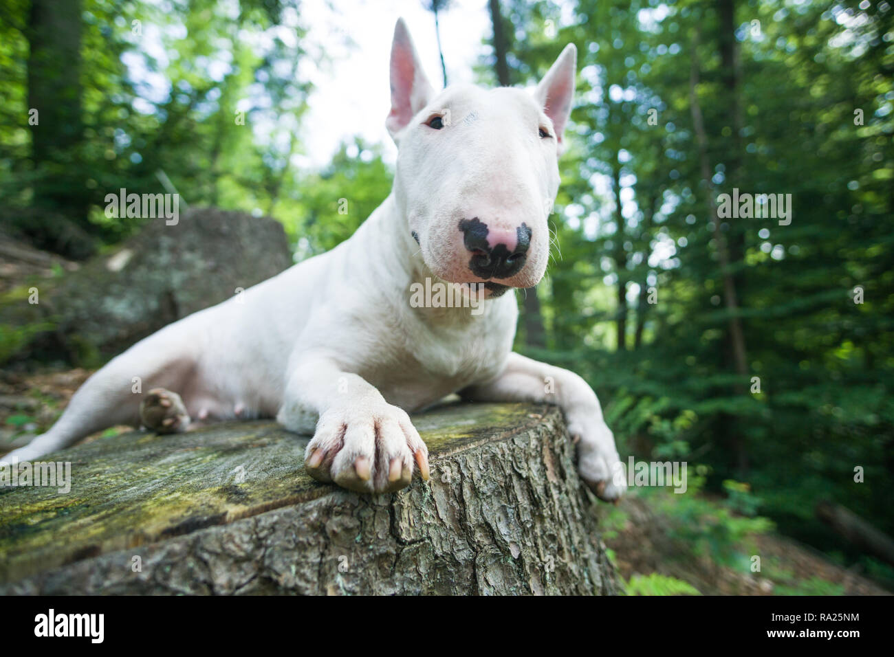 Can A Old English Terrier Live In Costa Rica