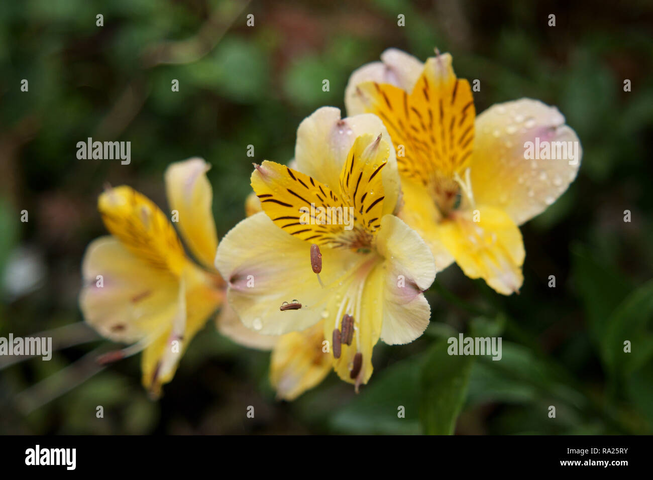Alstroemeria princess series hi-res stock photography and images - Alamy