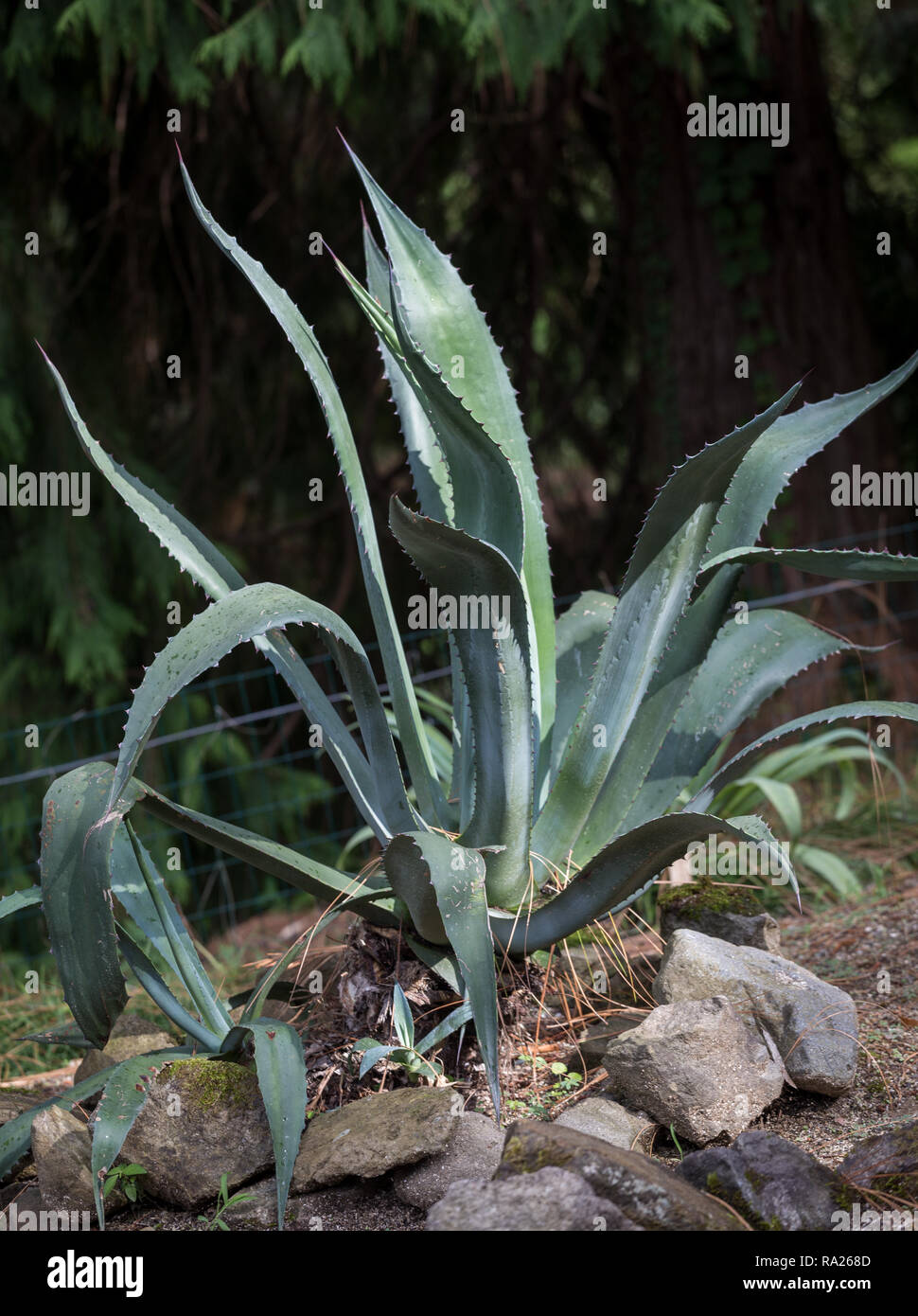 Blue agave agave azul also called tequila agave Stock Photo - Alamy
