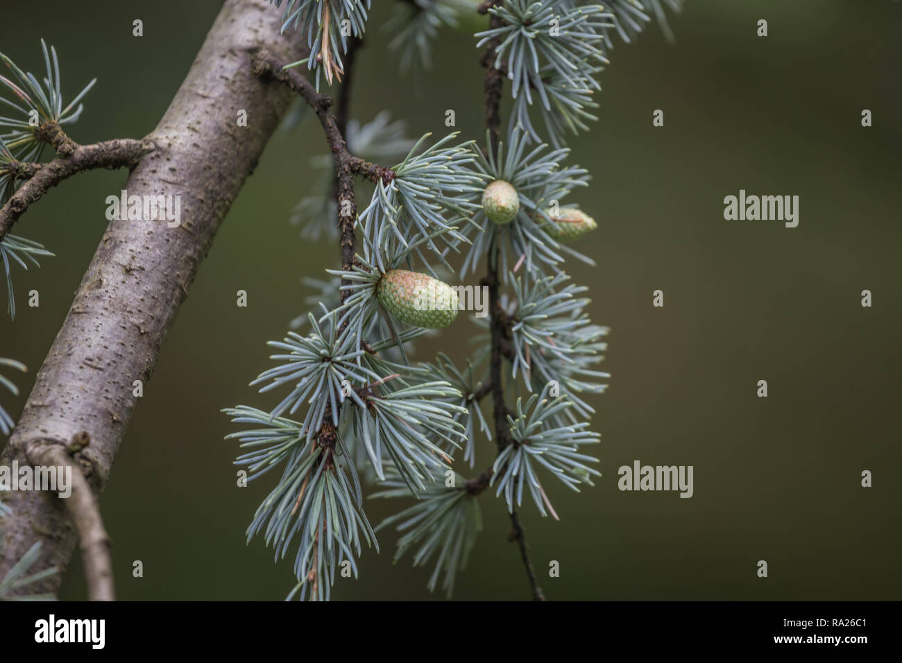 Cedrus deodara tree mostly known as cedar with seed cones Stock Photo ...