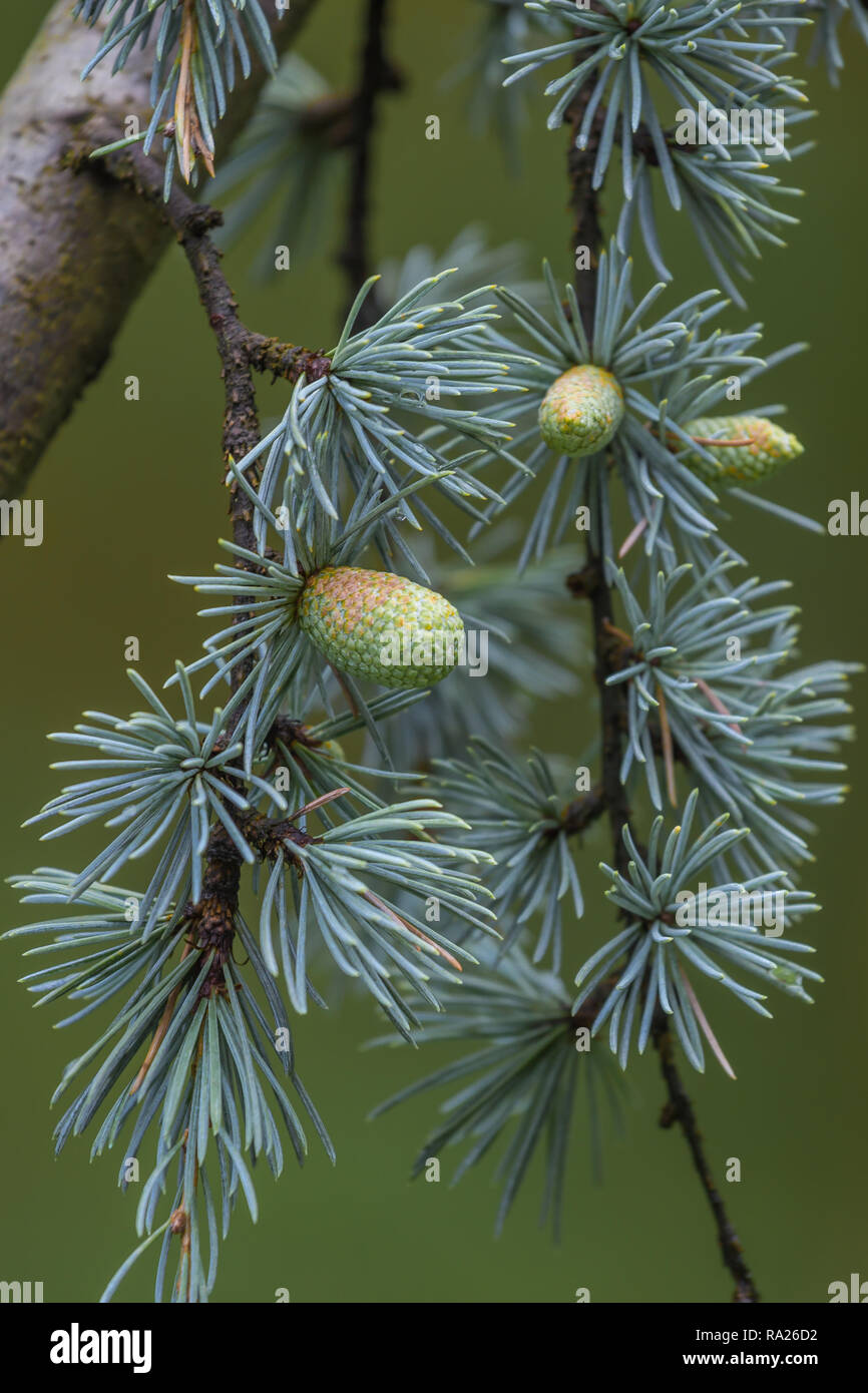 Cedrus deodara tree mostly known as cedar with seed cones Stock Photo ...